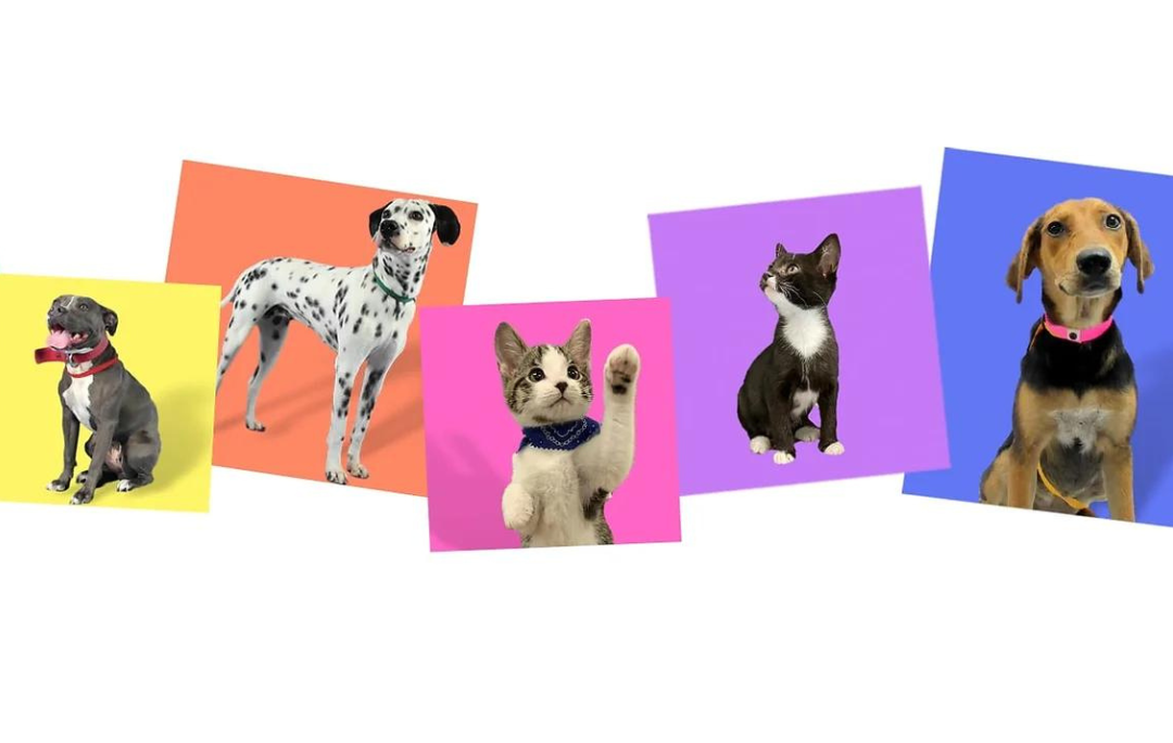 Success Stories – remove.bg